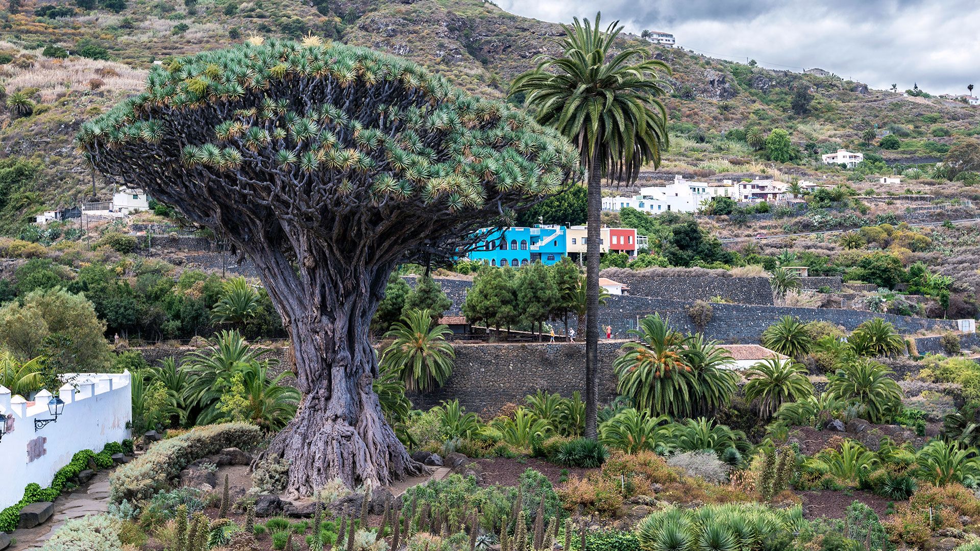 Icod de los Vinos - Official Taxi